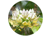 Himalaya Himplasia – Himalaya Wellness (India)